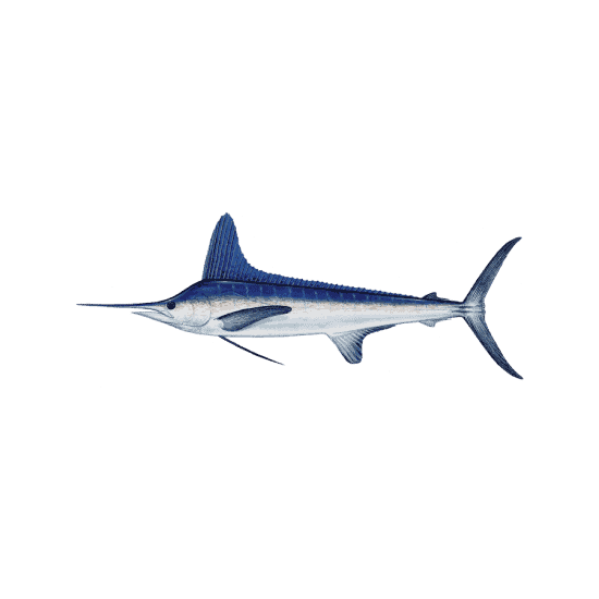 Aruba Fish Species | Fish Species in Aruba | Living Easy Aruba