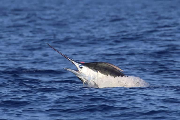 Aruba Fish Species | Fish Species in Aruba | Living Easy Aruba