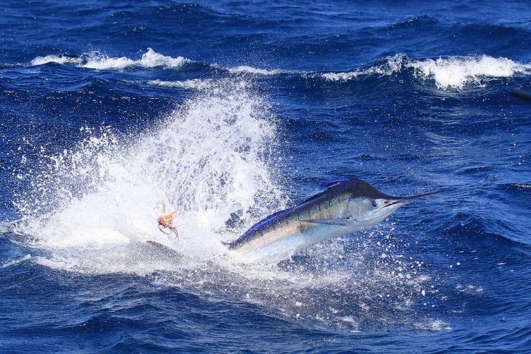 Aruba Fishing Charters | Aruba Fishing Trips | Fishing in Aruba
